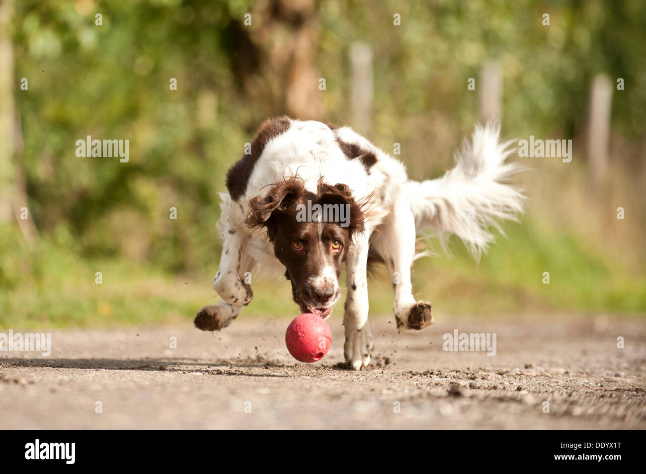 Fetch fetching a ball balls hi-res stock photography and images - Alamy