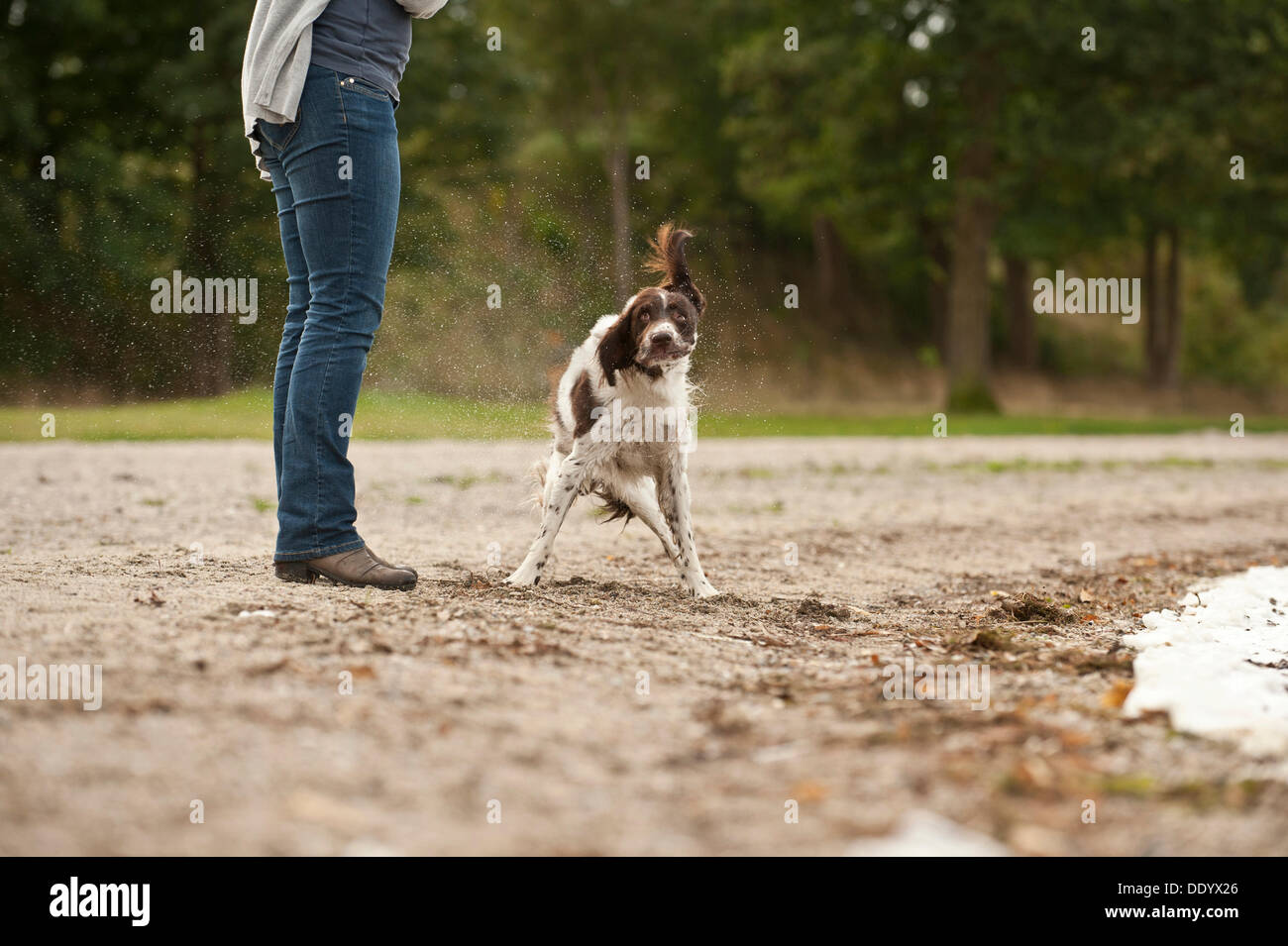 Dog shaking itself dry hi-res stock photography and images - Alamy