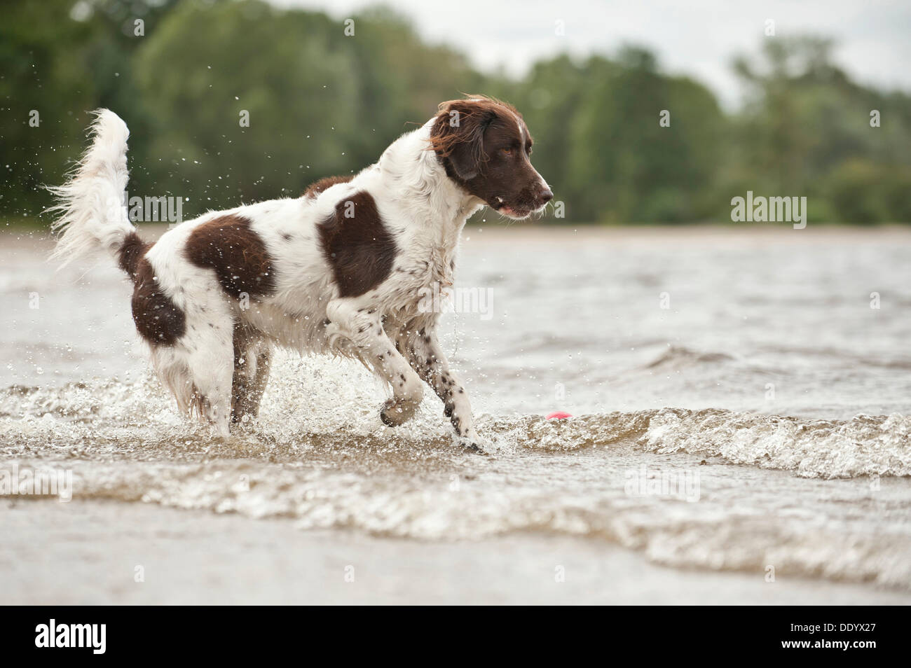 Dog jumping out of water hi-res stock photography and images - Alamy