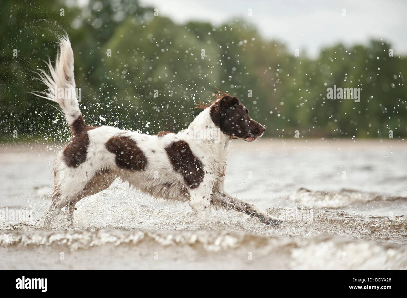 Dog jumping out of water hi-res stock photography and images - Alamy