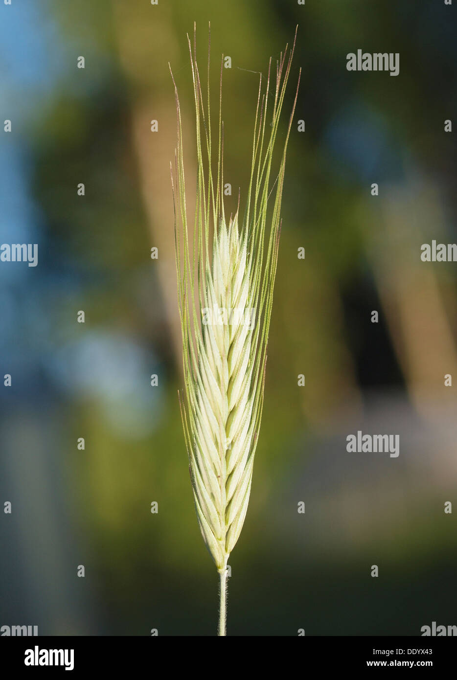 Ripe spica hi-res stock photography and images - Alamy