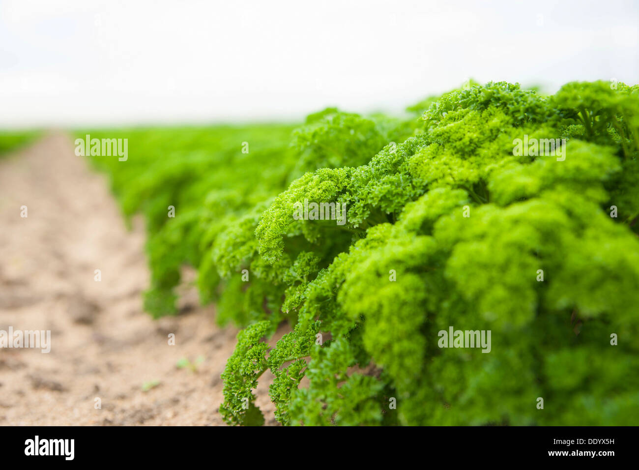 Parsley Field High Resolution Stock Photography and Images - Alamy