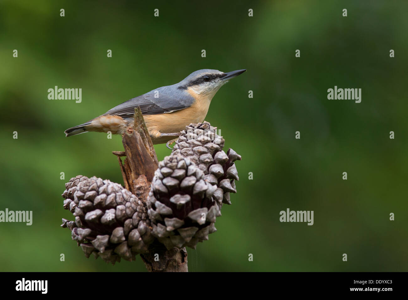 Nuthatch hi-res stock photography and images - Alamy