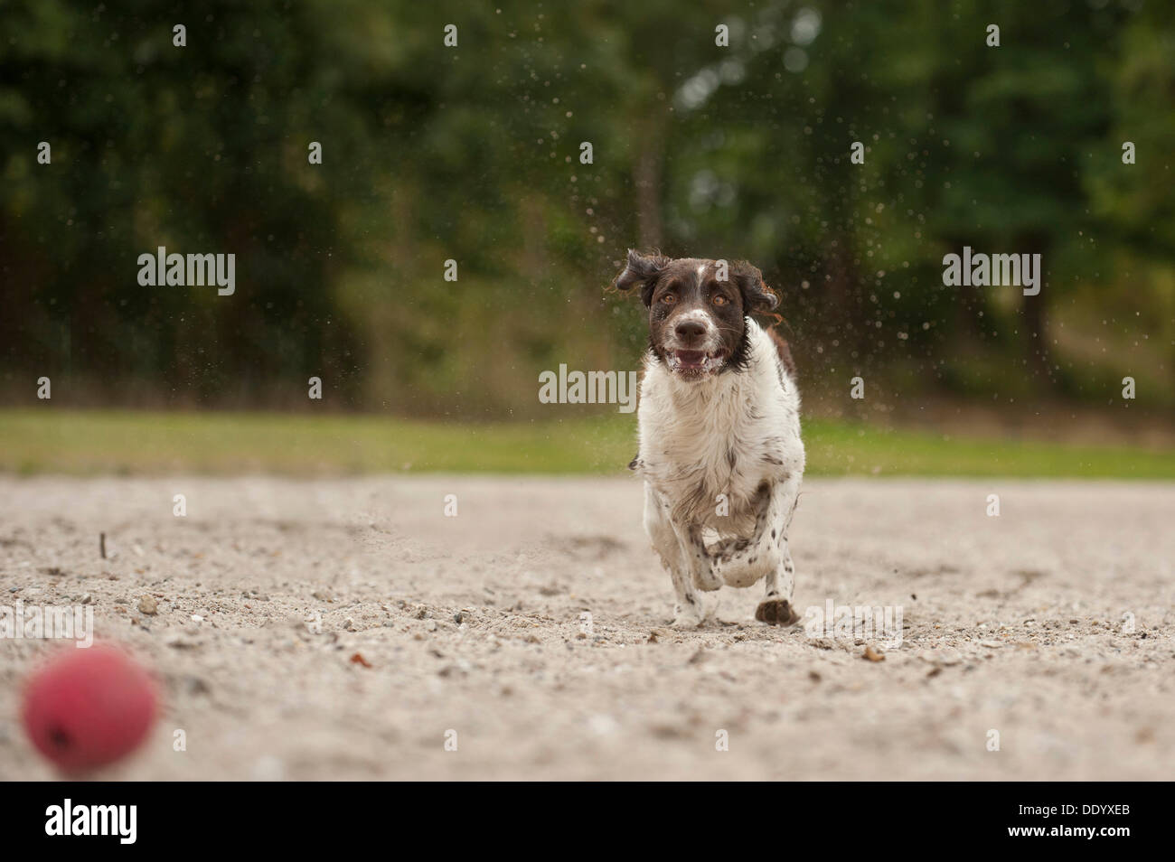 Small Munsterlander running after a ball Stock Photo - Alamy