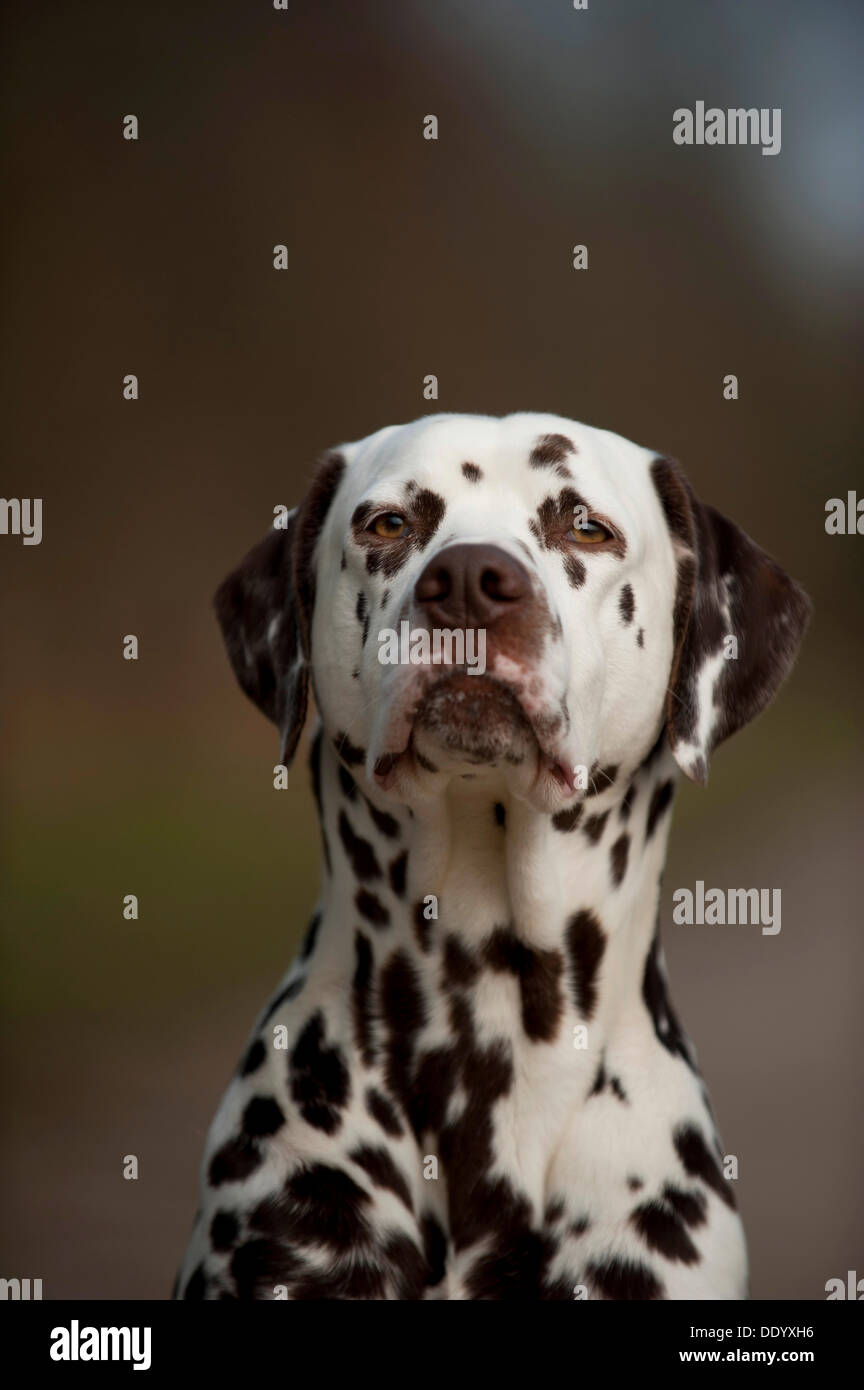 Dalmatians head hi-res stock photography and images - Alamy