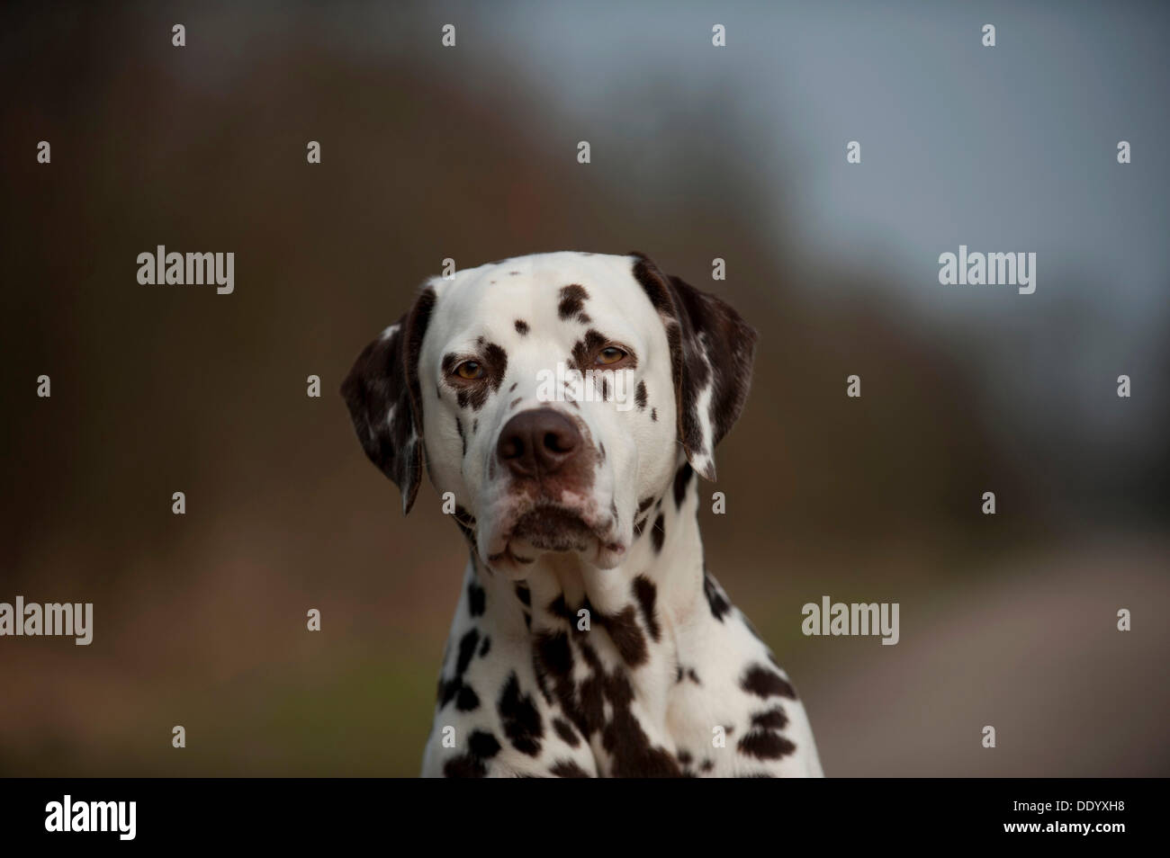 Dalmatians head hi-res stock photography and images - Alamy