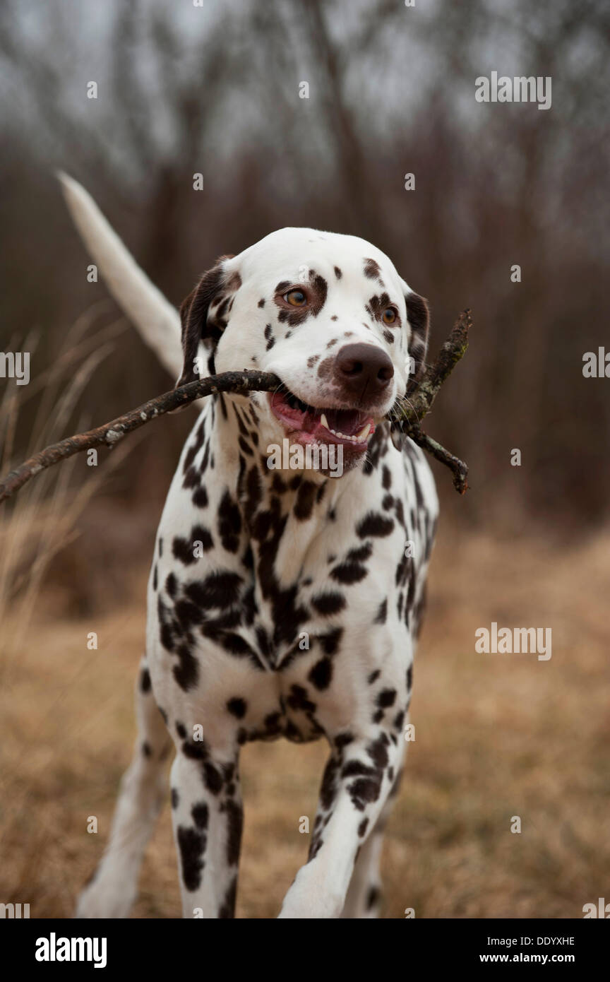 Fetch fetching fetches stick hi-res stock photography and images - Alamy