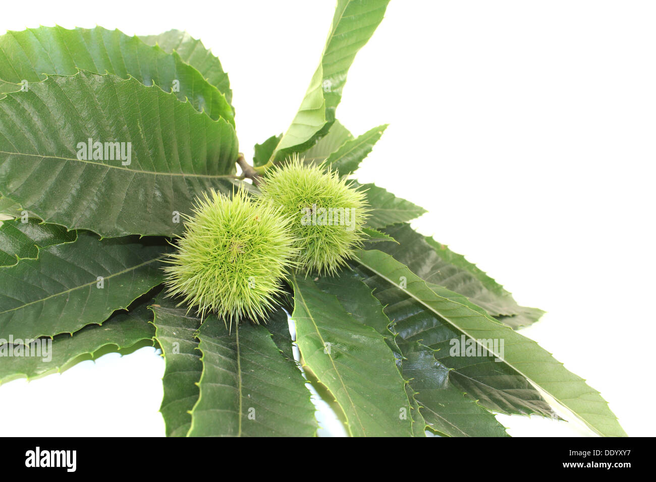 fresh green chestnut with fruits and leaves on a light background Stock ...