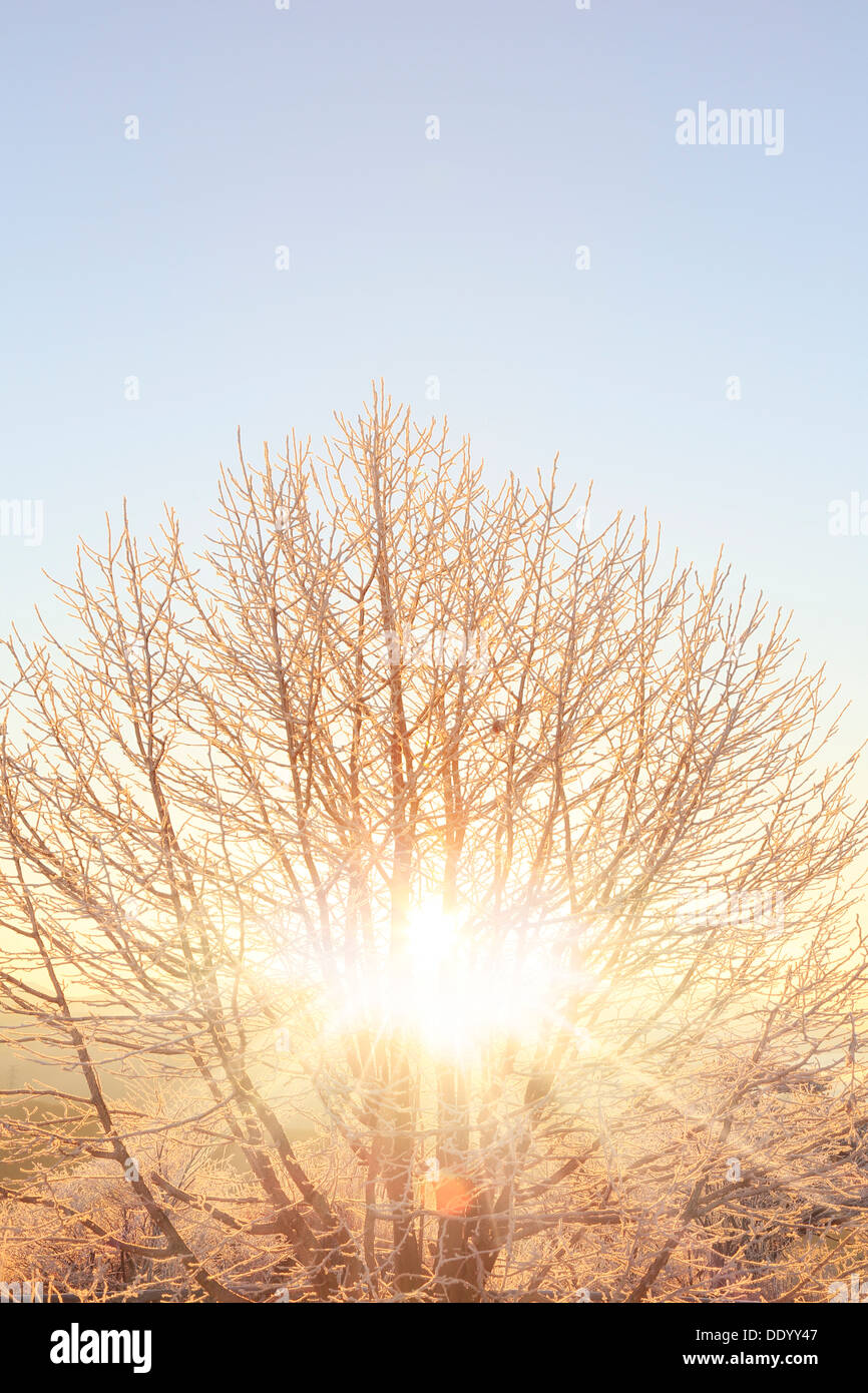 Sun filtering through tree hi-res stock photography and images - Alamy