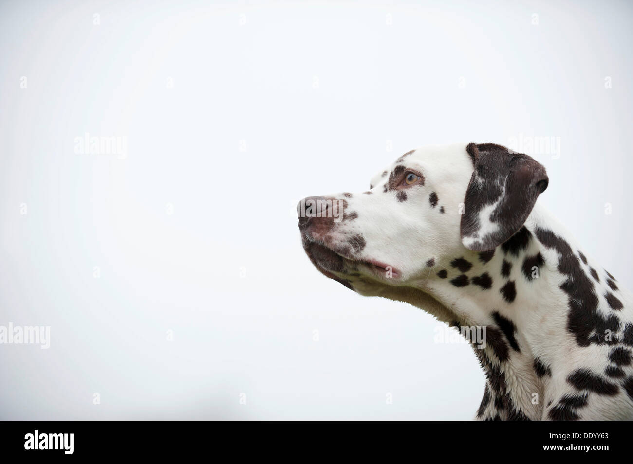 Portrait dog dalmatian side view hi-res stock photography and images ...