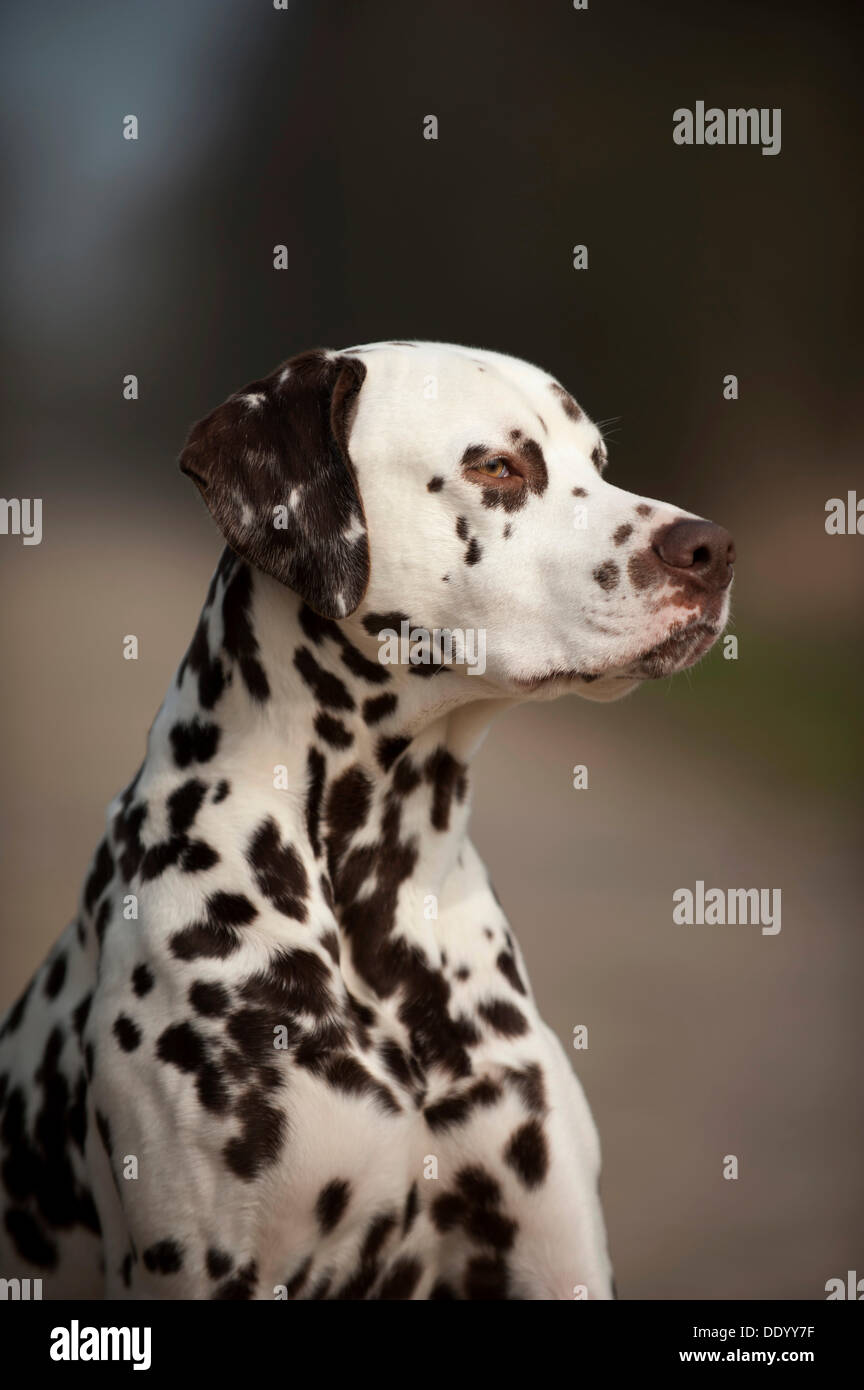 Dalmatians head hi-res stock photography and images - Alamy