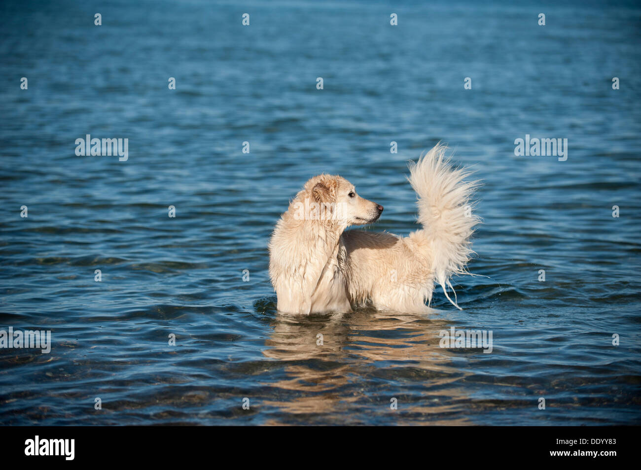 Golden Retriever bathing in water Stock Photo - Alamy