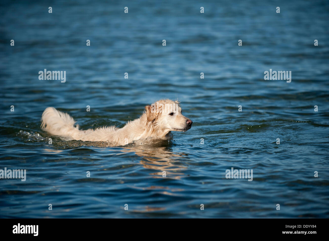 Golden Retriever bathing in water Stock Photo - Alamy