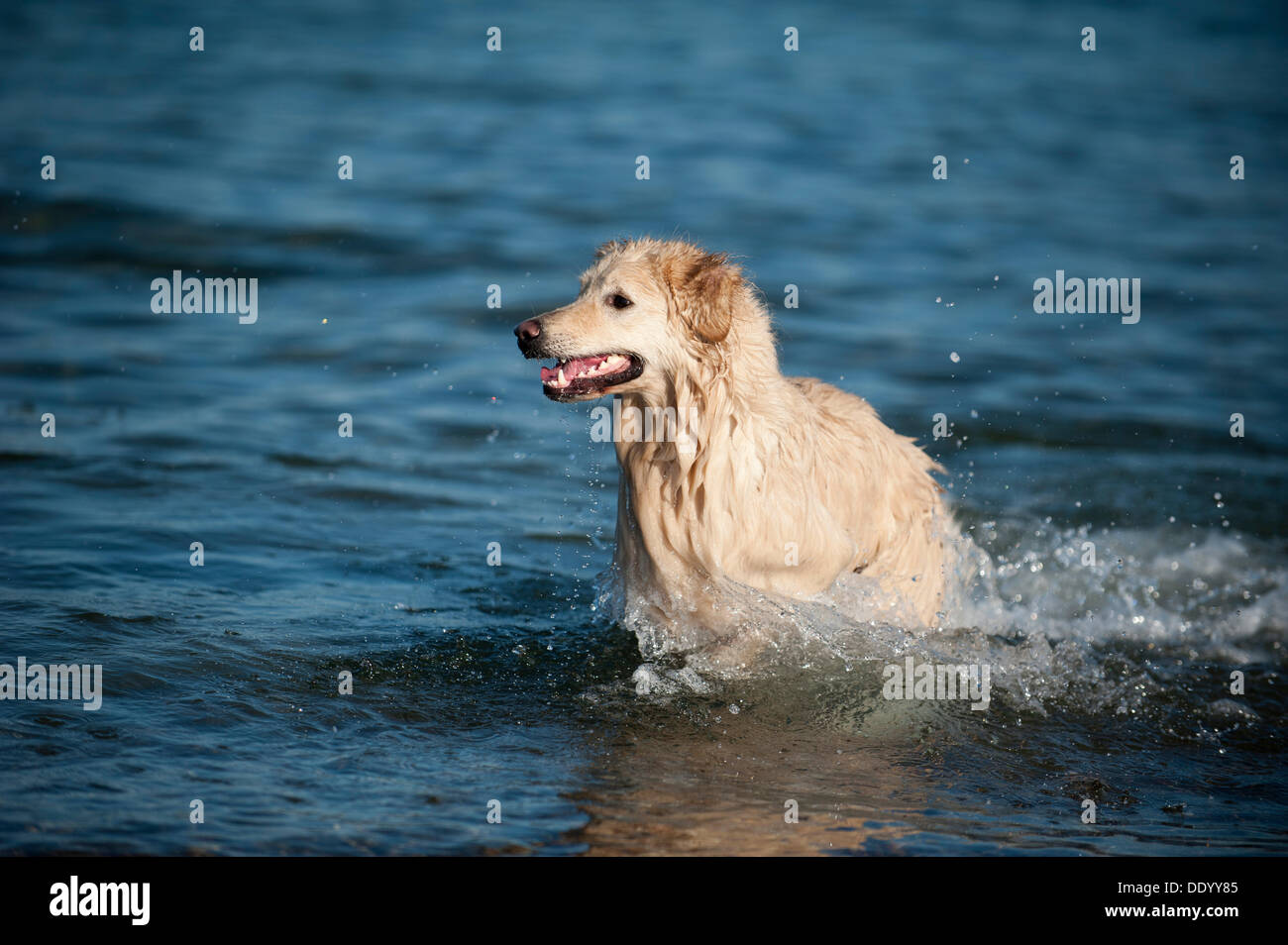 Golden Retriever bathing in water Stock Photo - Alamy