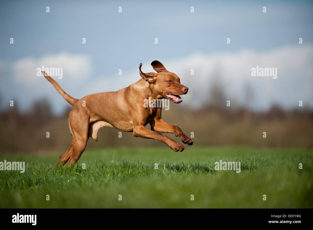 Running vizsla hi-res stock photography and images - Alamy