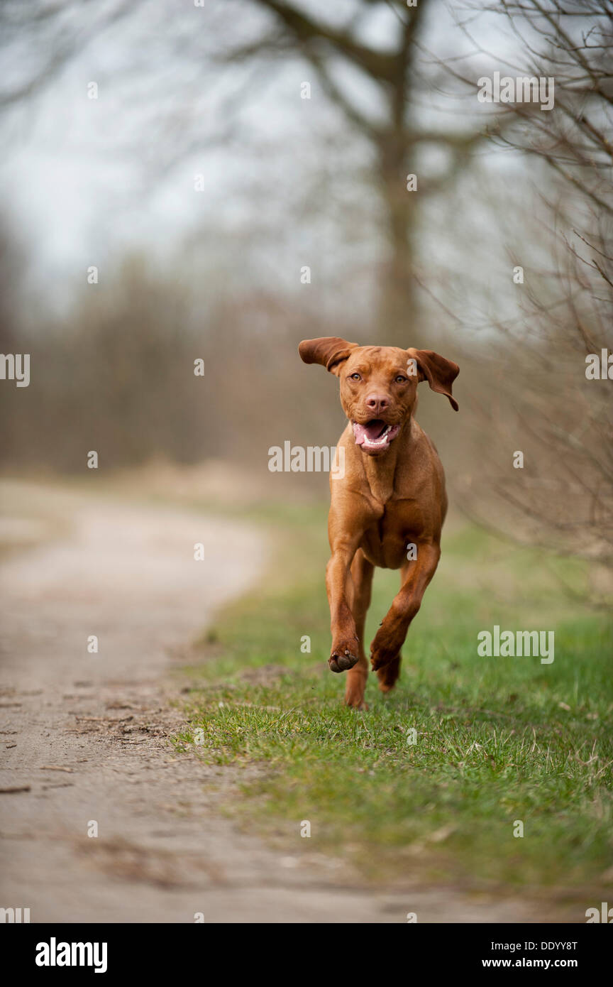 Running Magyar Vizsla dog Stock Photo - Alamy