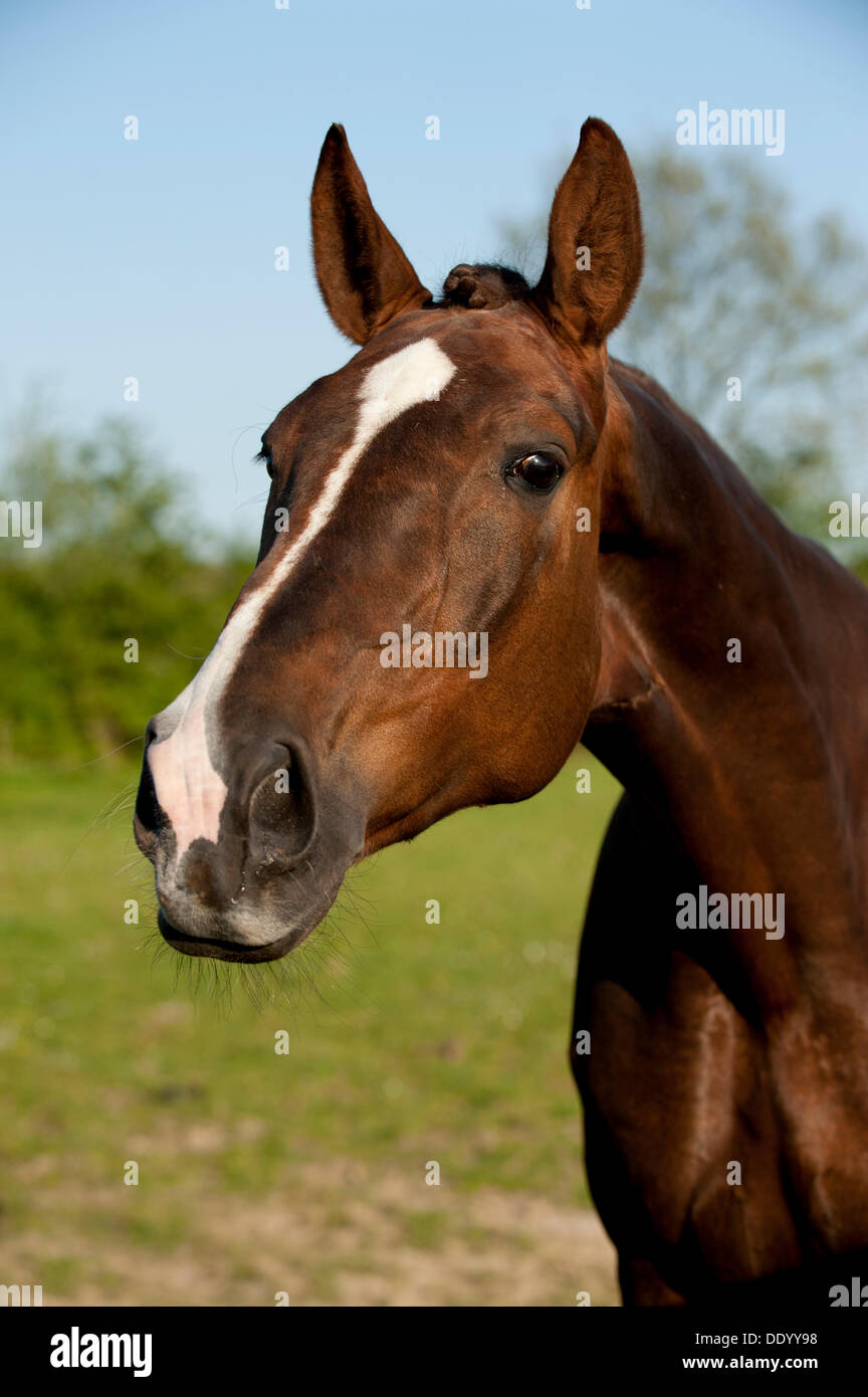 Oldenburg breed hi-res stock photography and images - Alamy