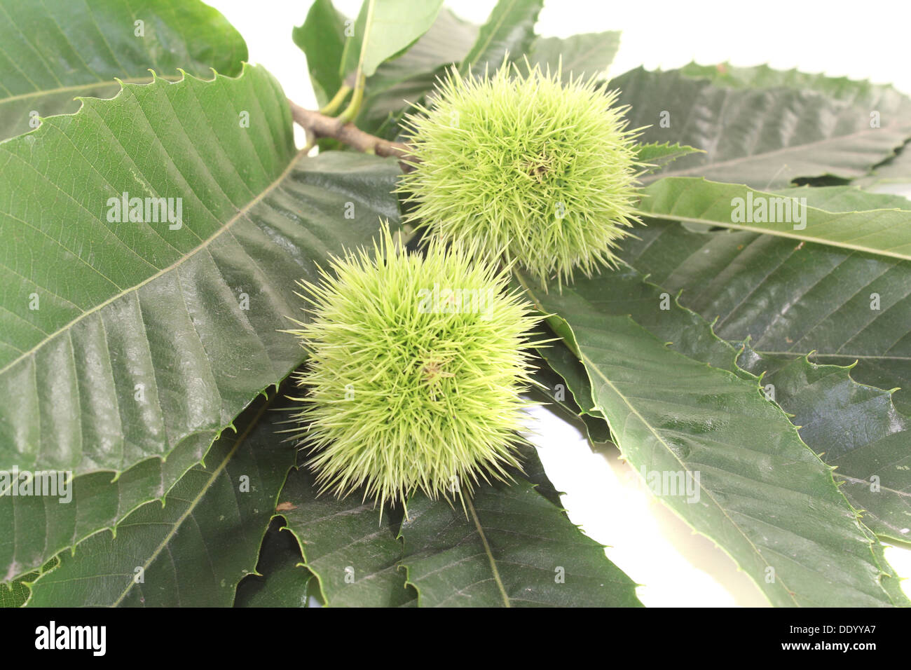 fresh green chestnut with leaves on a light background Stock Photo - Alamy