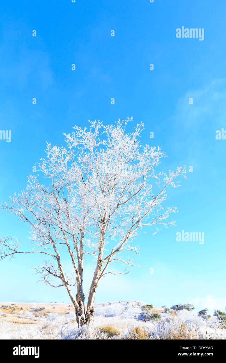 Rimed Betula tree and sky, Nagano Prefecture Stock Photo - Alamy