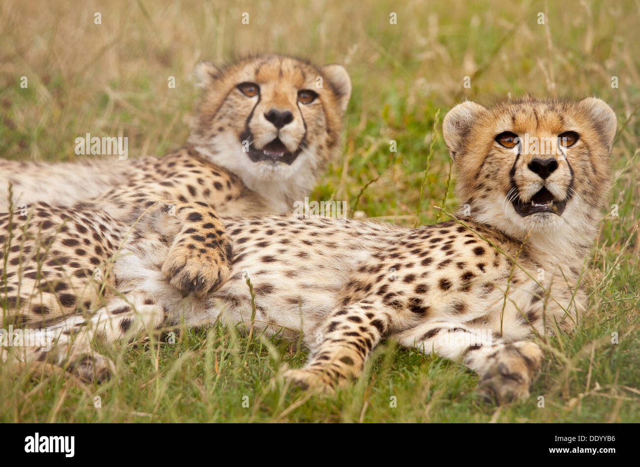 Two young cheetahs Stock Photo - Alamy