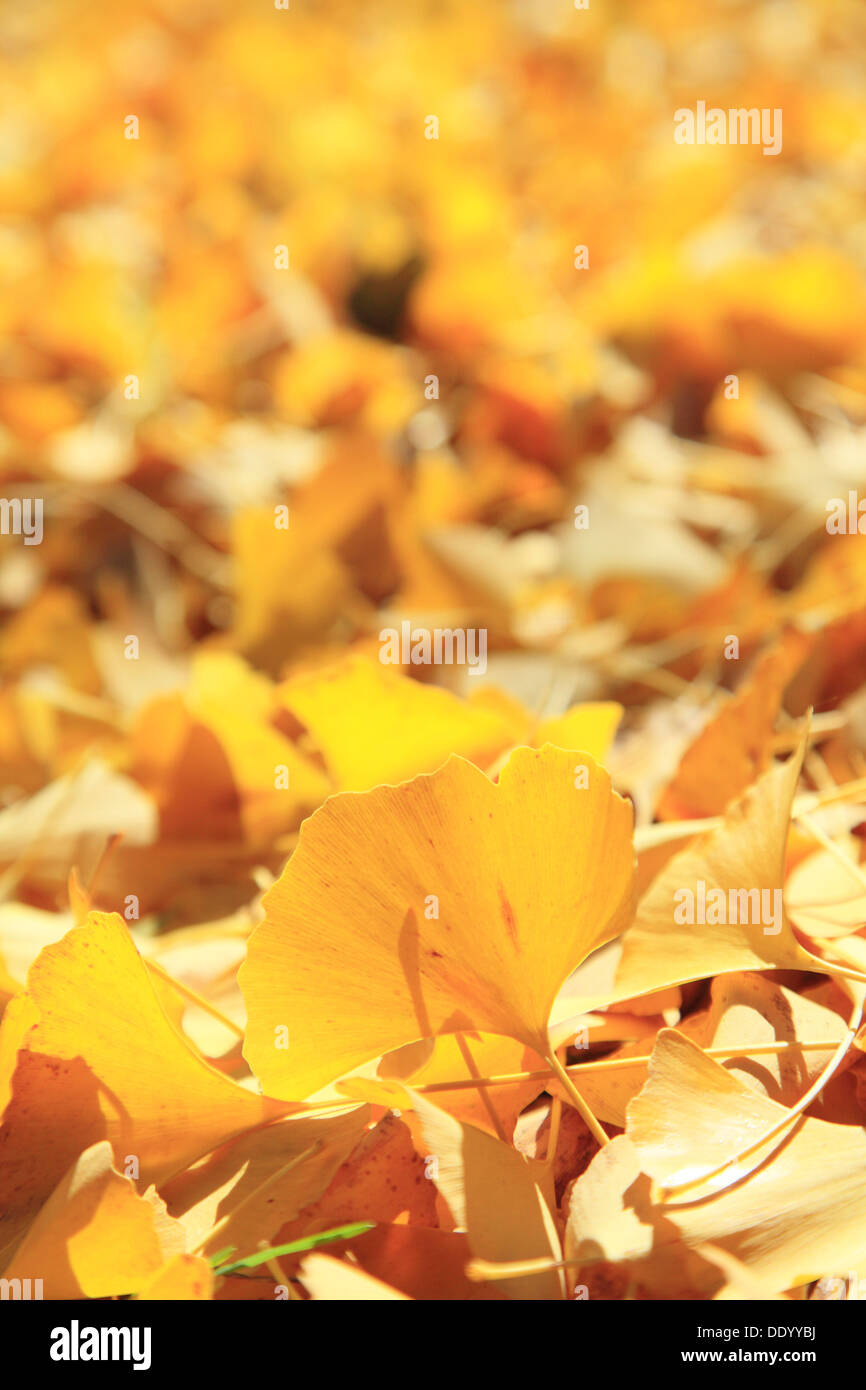 Fallen leaves of ginkgo biloba Stock Photo - Alamy