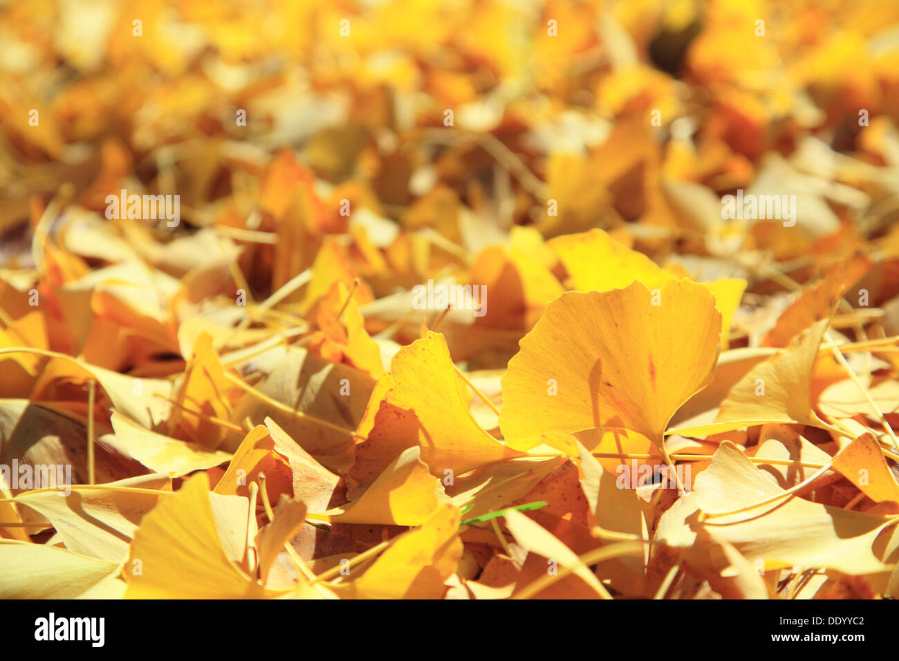 Fallen leaves of ginkgo biloba Stock Photo - Alamy