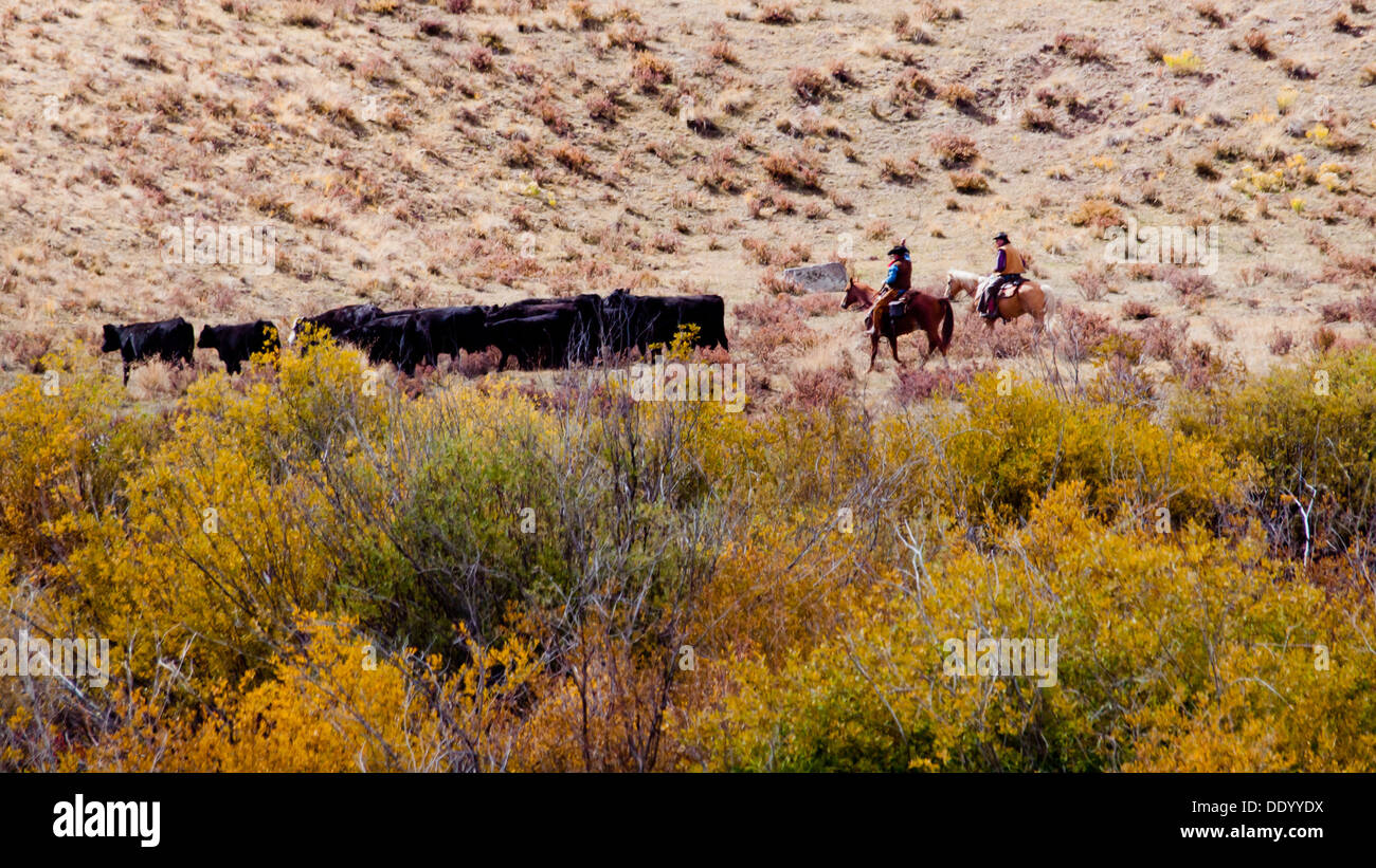 Cattle drive by two cowboys in Colorado Stock Photo - Alamy