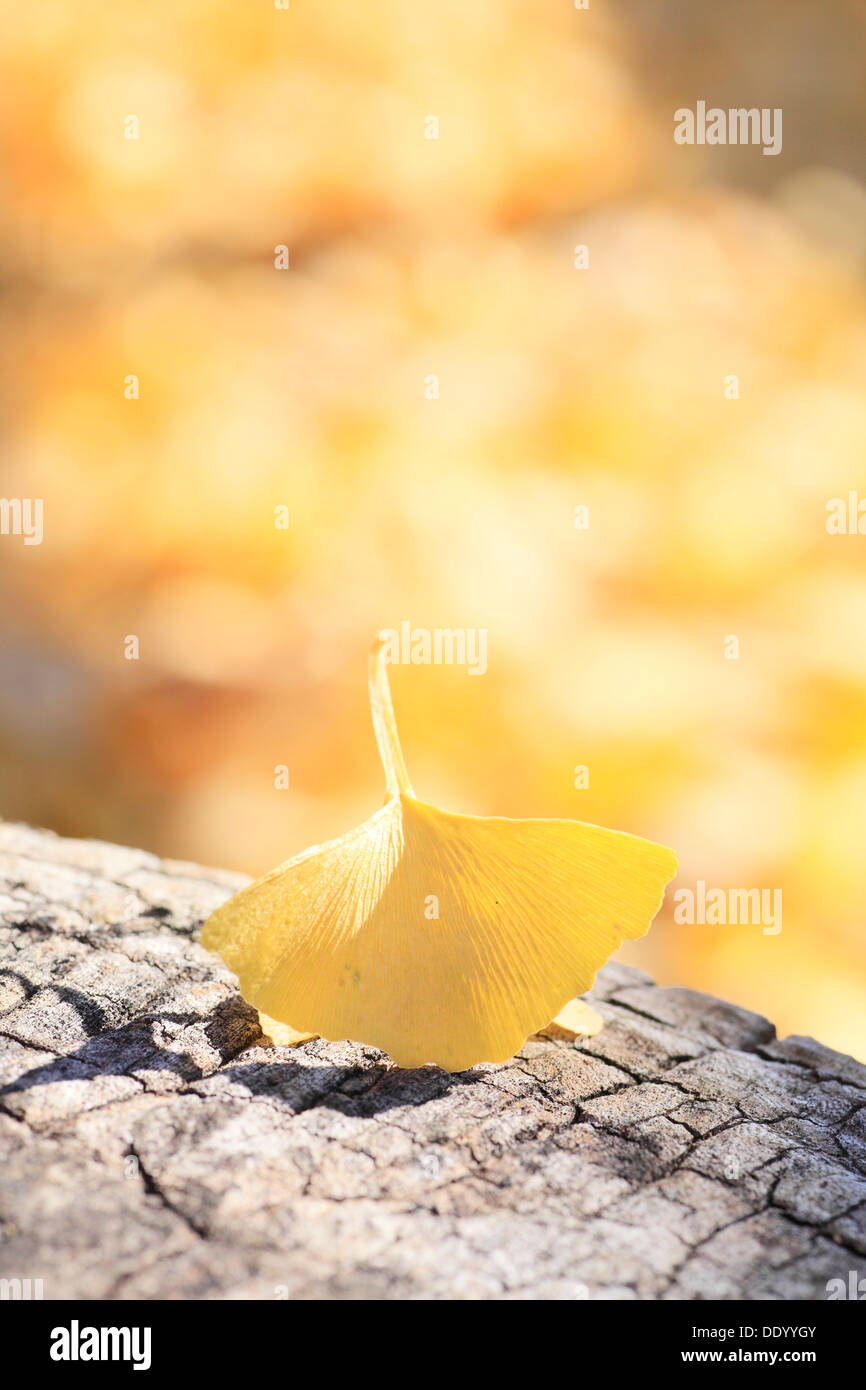Ginkgo leaf hi-res stock photography and images - Alamy
