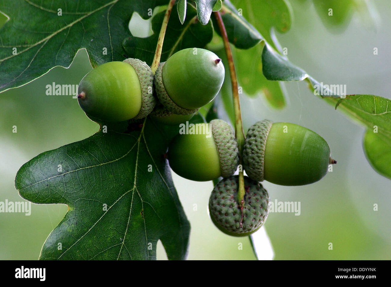 oak tree with seed Stock Photo - Alamy