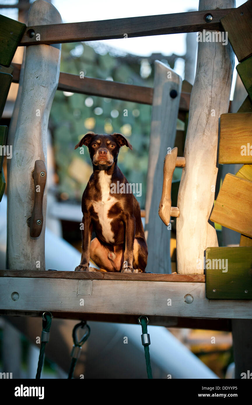 Mixed-breed dog sitting on a bridge Stock Photo - Alamy