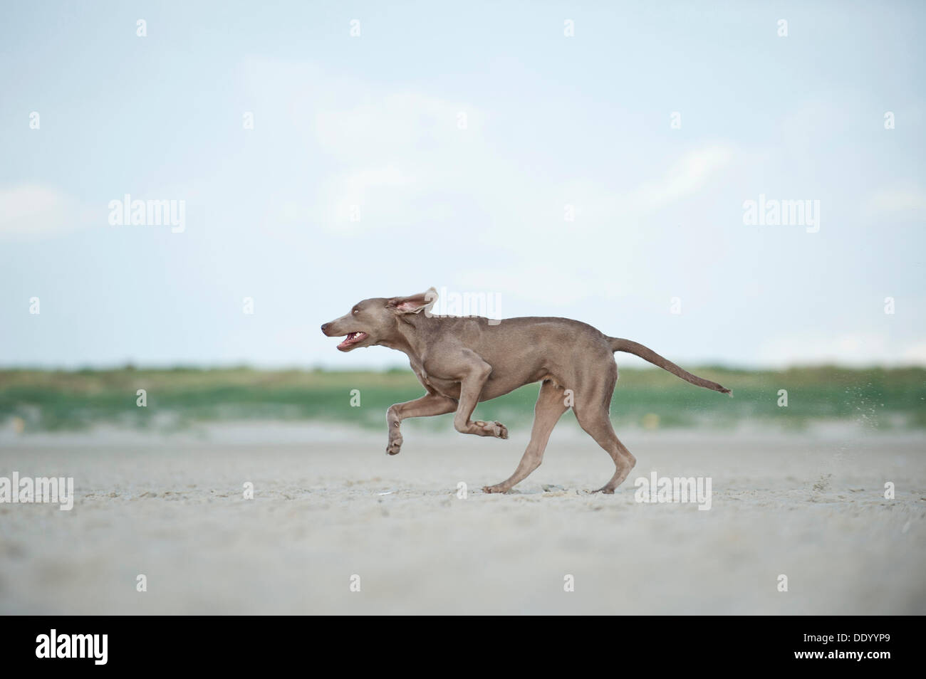 Weimaraner running along a beach Stock Photo - Alamy