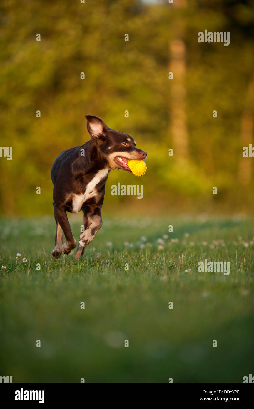 Mixed-breed dog fetching a ball Stock Photo - Alamy