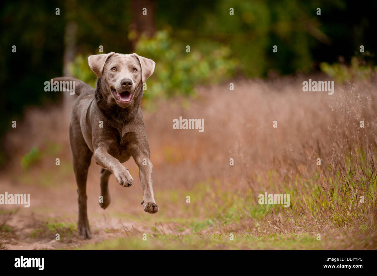 Labrador Retriever running along a path Stock Photo - Alamy