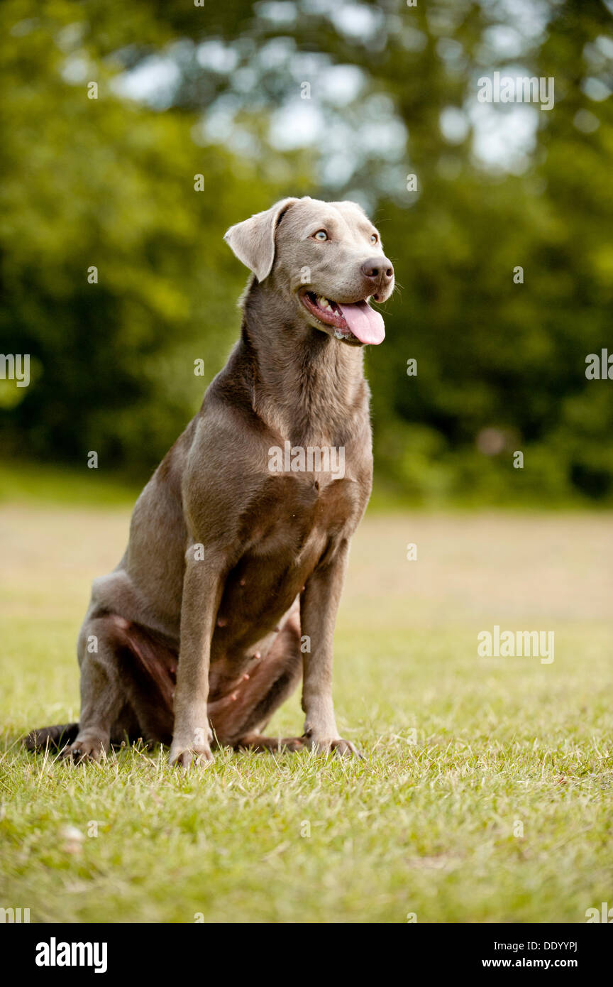 Labrador Retriever, sitting Stock Photo - Alamy