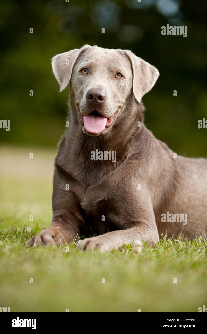 Labrador Retriever, sitting Stock Photo - Alamy