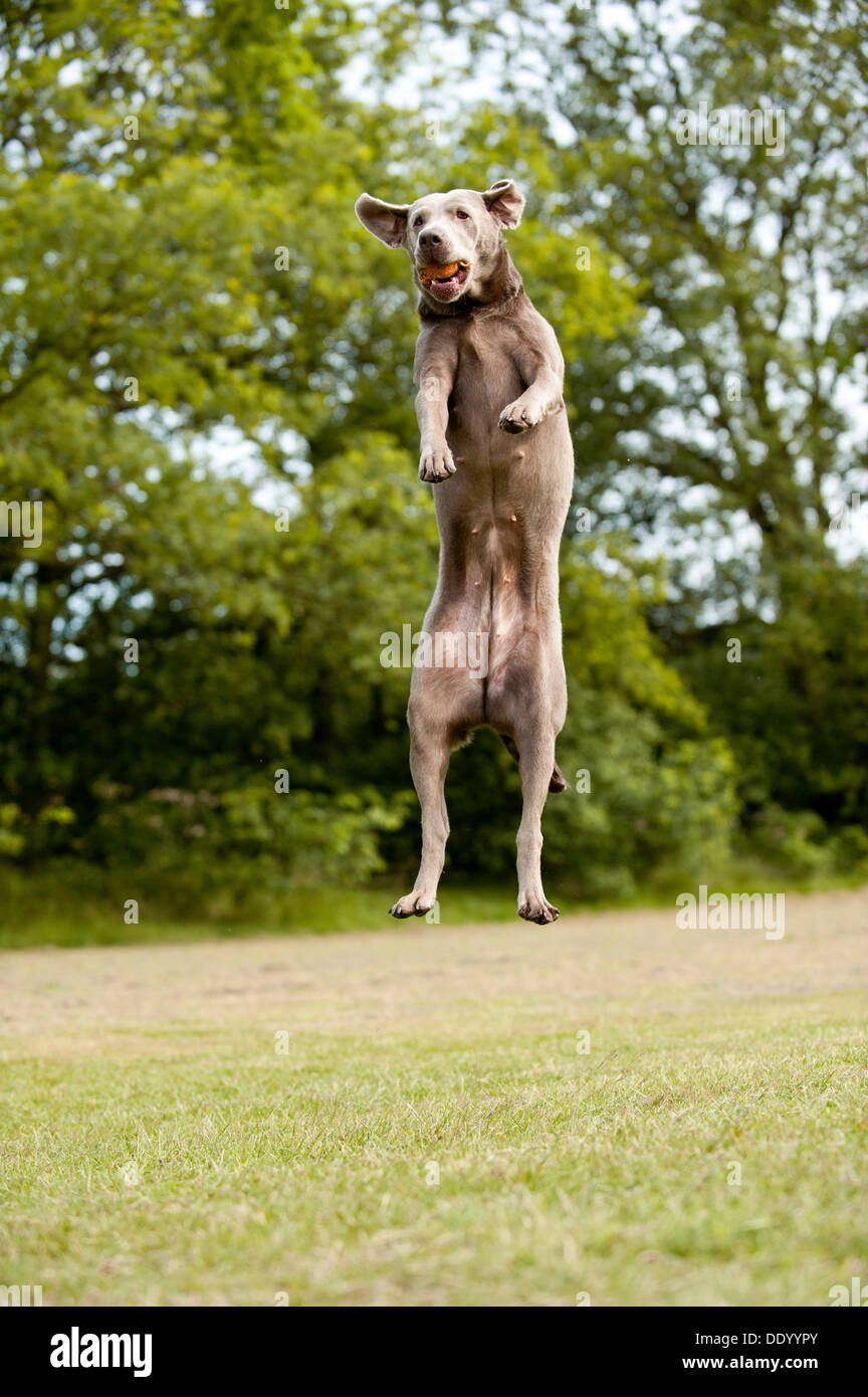 Dog catching a ball hi-res stock photography and images - Alamy