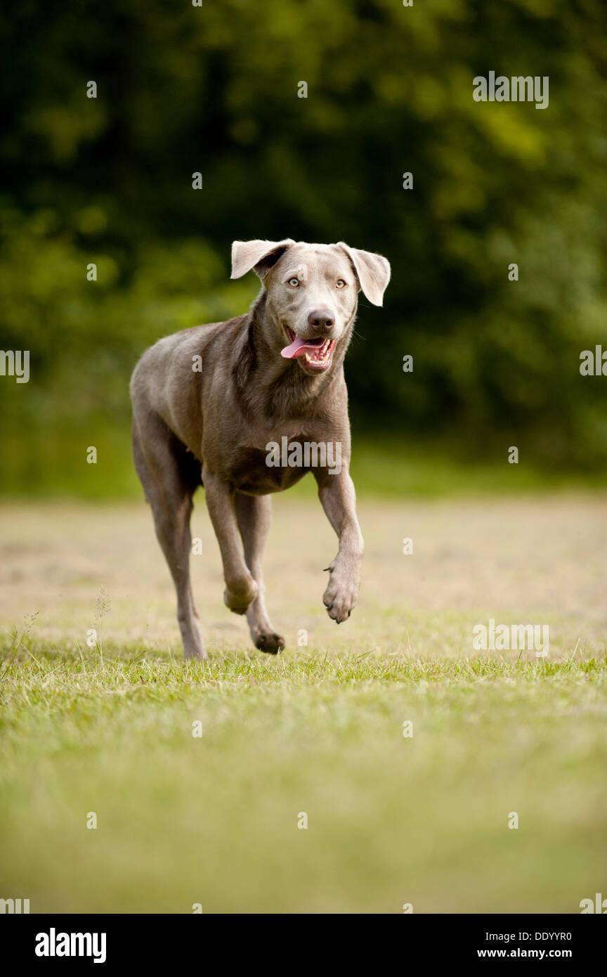 Labrador Retriever, running Stock Photo - Alamy
