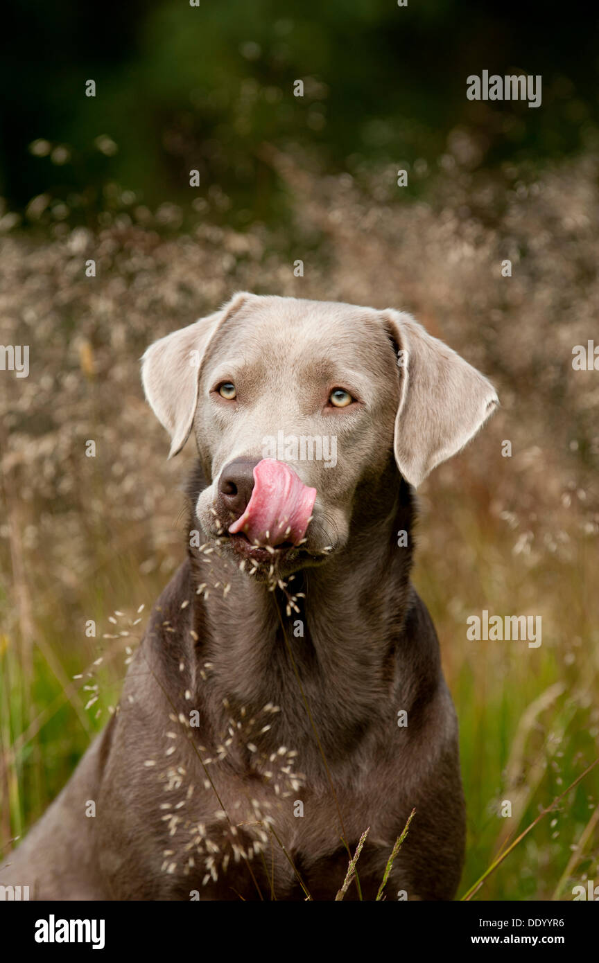 Labrador Retriever, portrait Stock Photo - Alamy