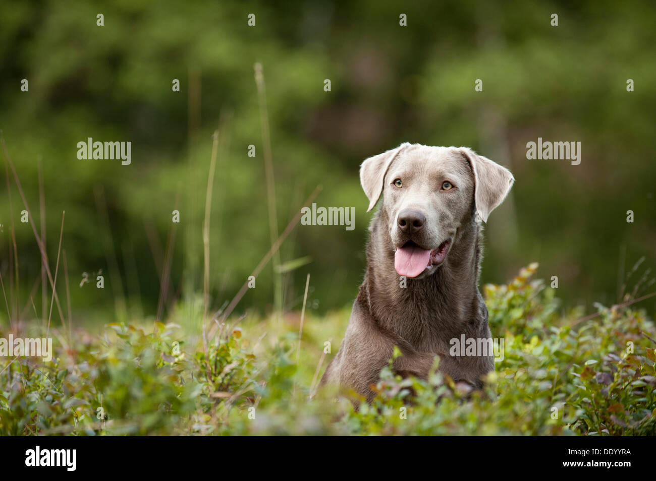 Labrador Retriever, portrait Stock Photo - Alamy