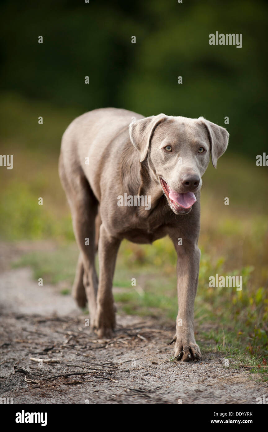 Labrador Retriever running along a path Stock Photo - Alamy