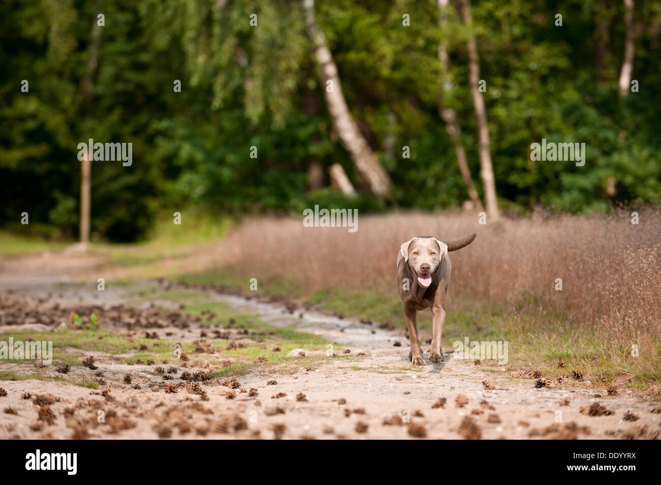 Labrador Retriever running along a path Stock Photo - Alamy
