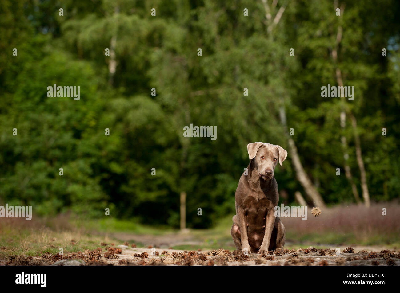 Labrador Retriever sitting on a forest path Stock Photo - Alamy