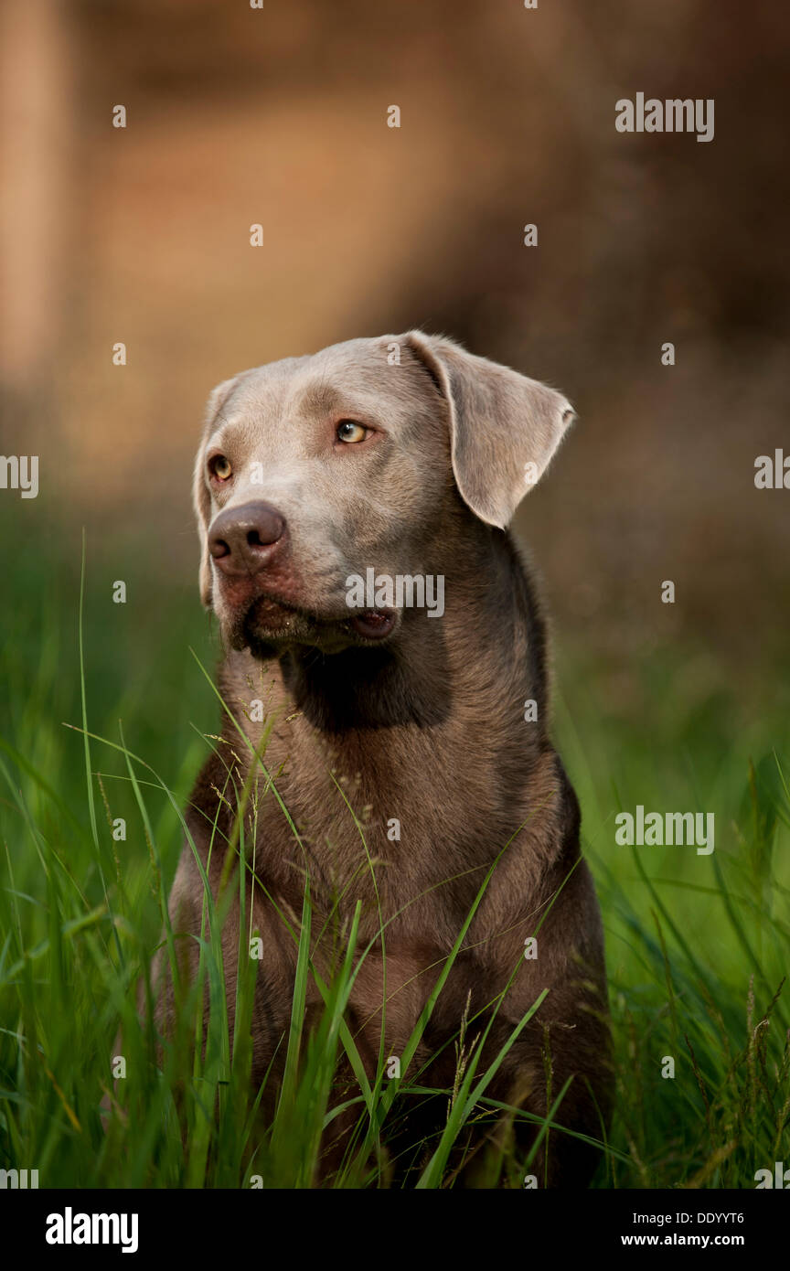 Weimaraner labrador hi-res stock photography and images - Alamy