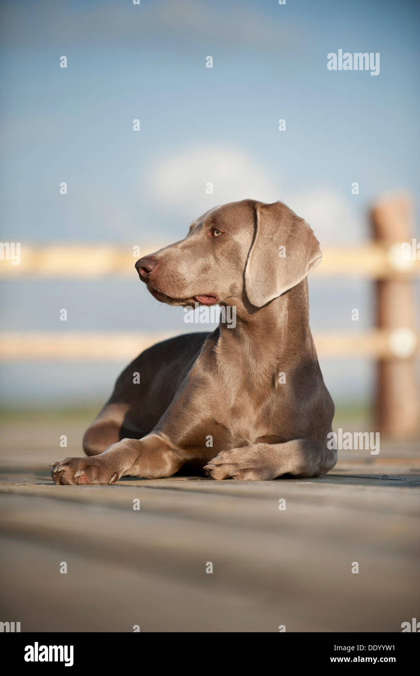 Dogs on a jetty hi-res stock photography and images - Alamy