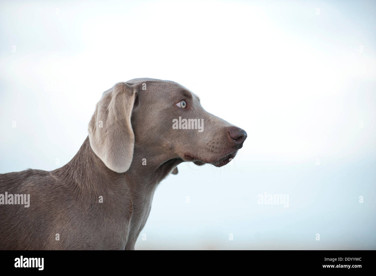 Weimaraner hi-res stock photography and images - Alamy