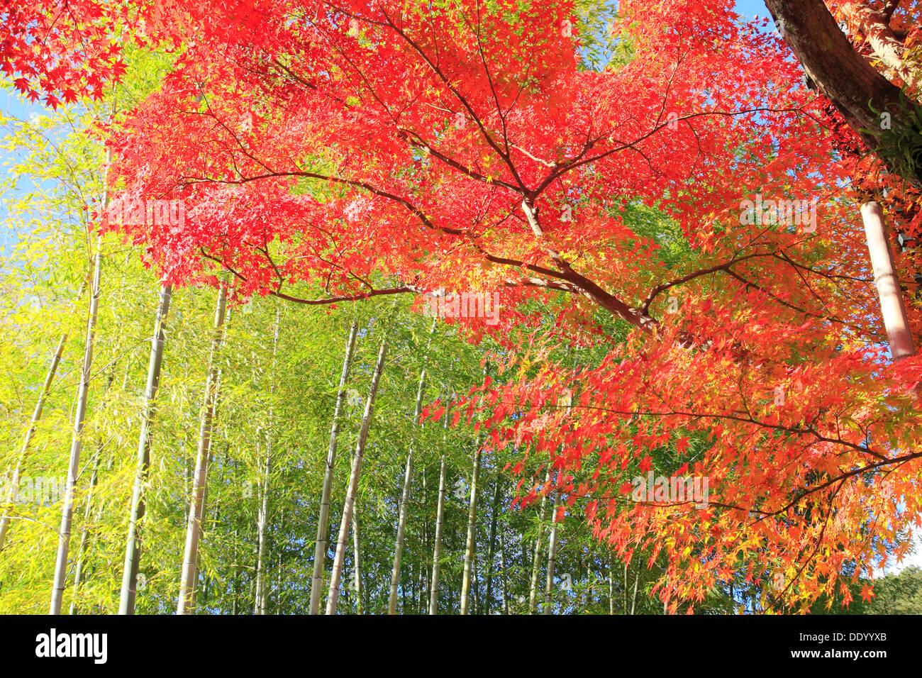 Bamboo forest red maple leaves Shizuoka Prefecture Stock Photo - Alamy