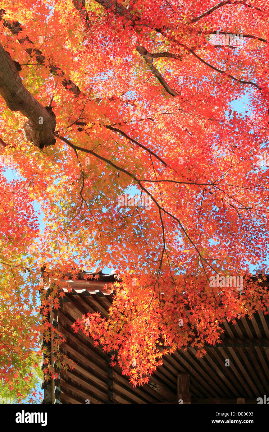 Temple roof red maple leaves Shizuoka Prefecture Stock Photo - Alamy