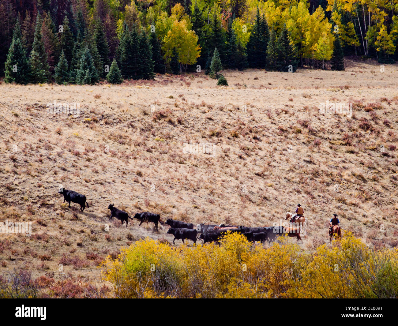 Cattle drive by two cowboys in Colorado Stock Photo - Alamy