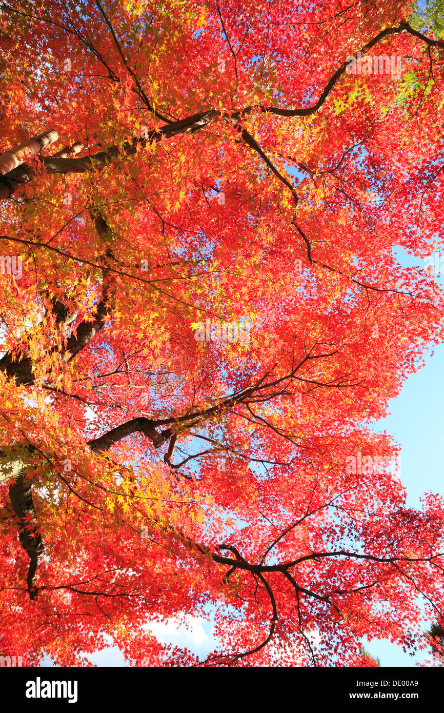 Tree Filled Landscape High Resolution Stock Photography and Images - Alamy