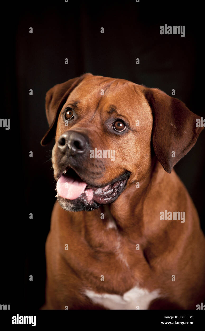 Mixed-breed boxer, portrait Stock Photo - Alamy